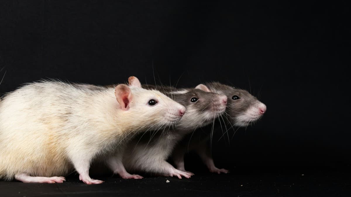 Rat Infestation Disrupts UK Nuclear Plant Construction | OilPrice.com